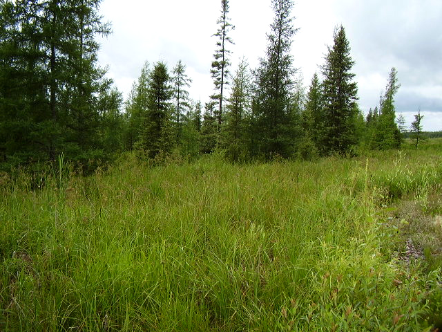 Remediation and Restoration of Northern Minnesota Peat Bog | WCEC ...